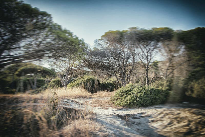 Distorted Spinning View of a Forest Stock Image - Image of bushes ...