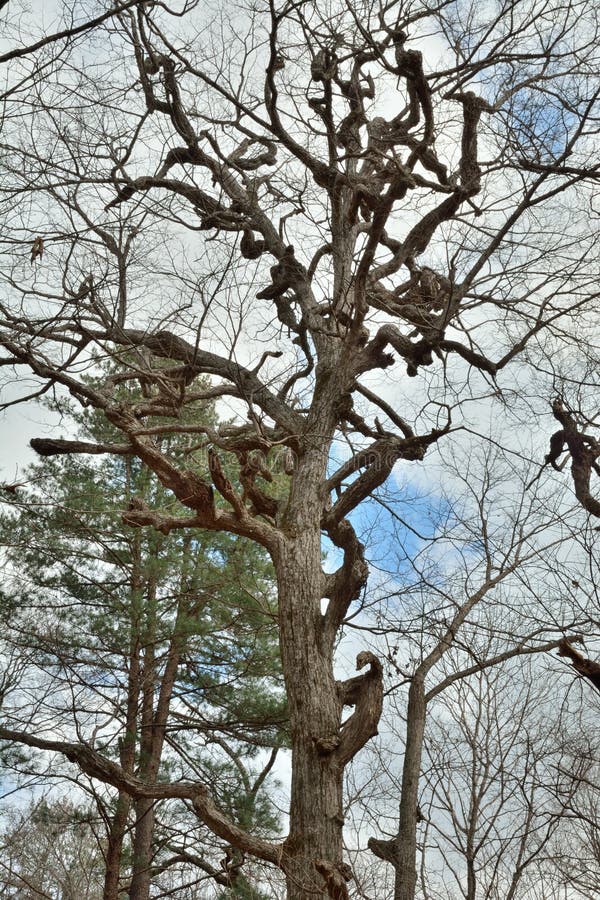 Distorted branch stock image. Image of tree, branch - 145832847