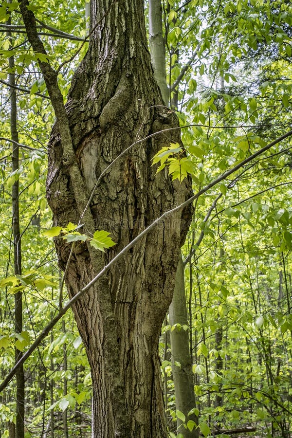 Distorted tree stock image. Image of landscape, grass - 72460469