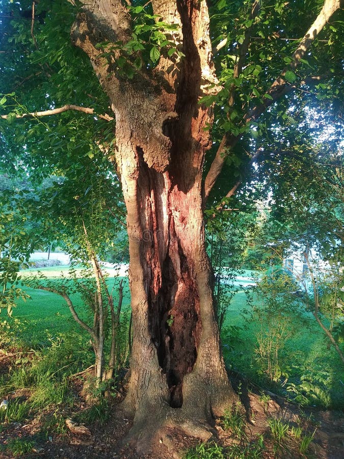 Distorted tree on lawn stock photo. Image of branches - 186969084