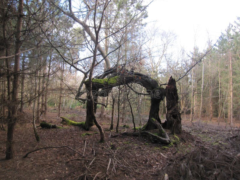 1,390 Distorted Tree Photos - Free & Royalty-Free Stock Photos from ...