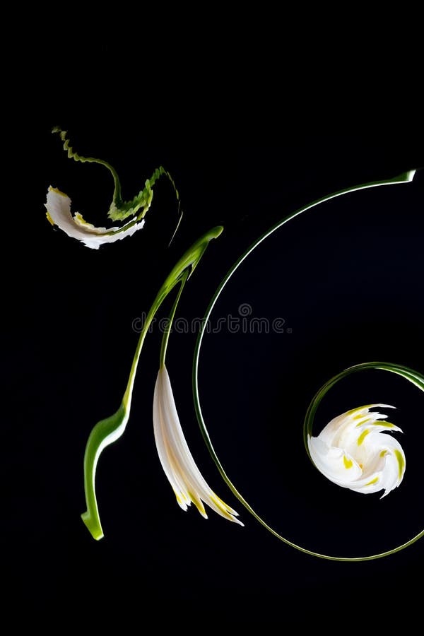 Distorted White Flowers on a Black Background. Creative Fantastic ...