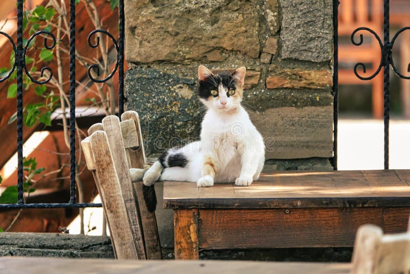 A Distracted Cat on a Wooden Table Stock Image - Image of feline ...