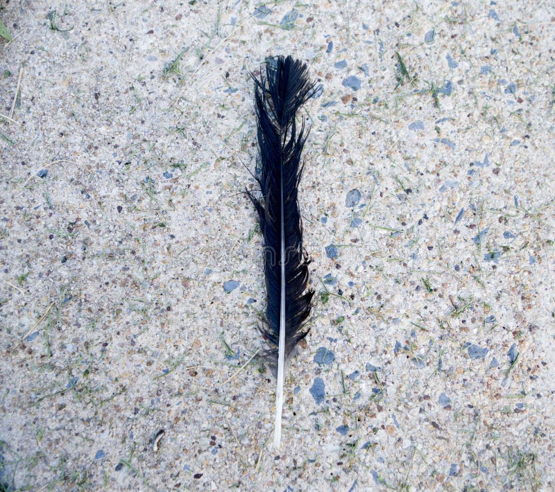 Black Feather on Concrete Walkway Stock Image - Image of birdss ...