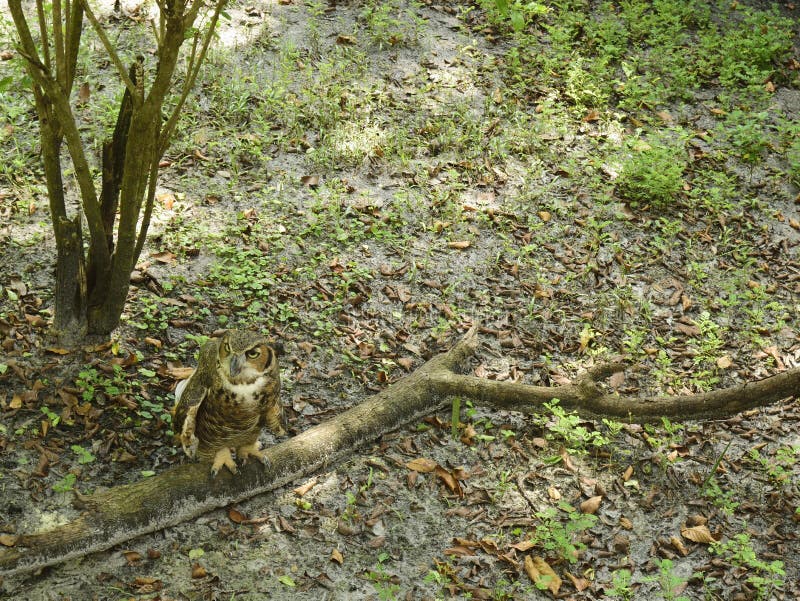 Distressed owl stock image. Image of nature, talons, distressed - 77872147