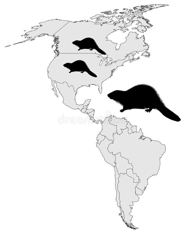 Distribution of Canadian Beaver Stock Vector - Illustration of mammal ...