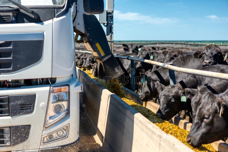 Distribution of Compound Feed with a Special Car Dispenser. Stock Image ...