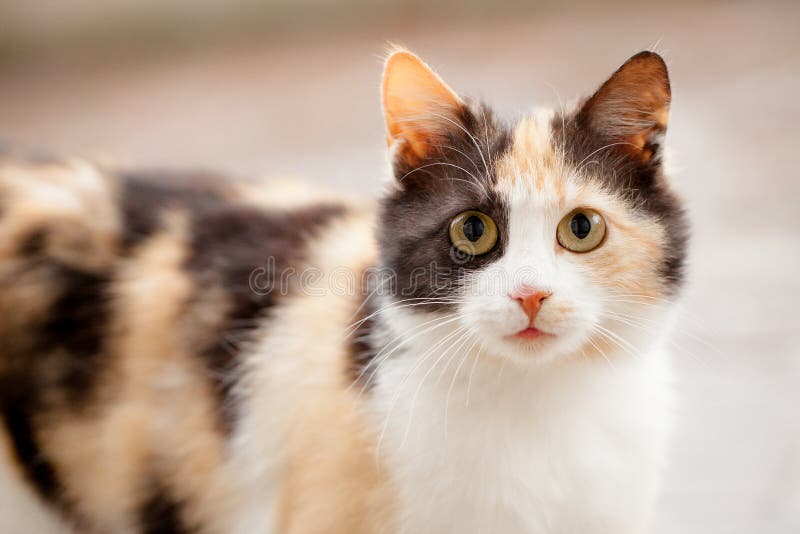 Distrustful domestic cat stock image. Image of animal - 57181271