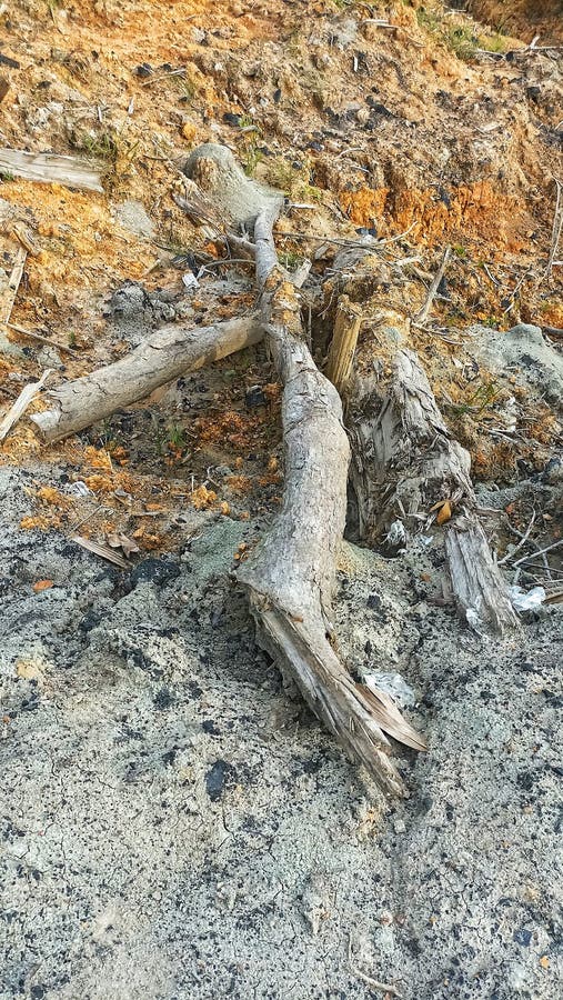A Disused Mining Tree Lying on the Ground Stock Photo - Image of light ...