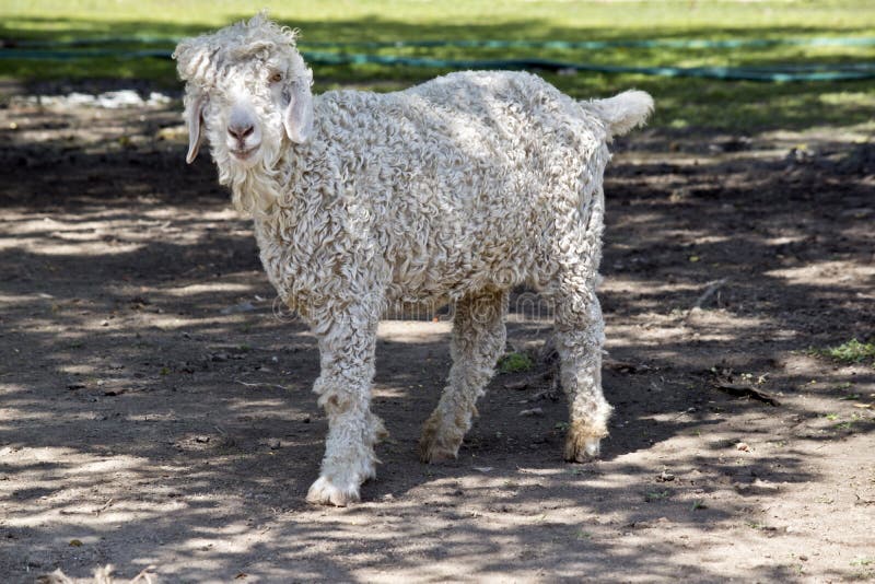 Angora Geit op rots 2 stock afbeelding. Afbeelding bestaande uit ...