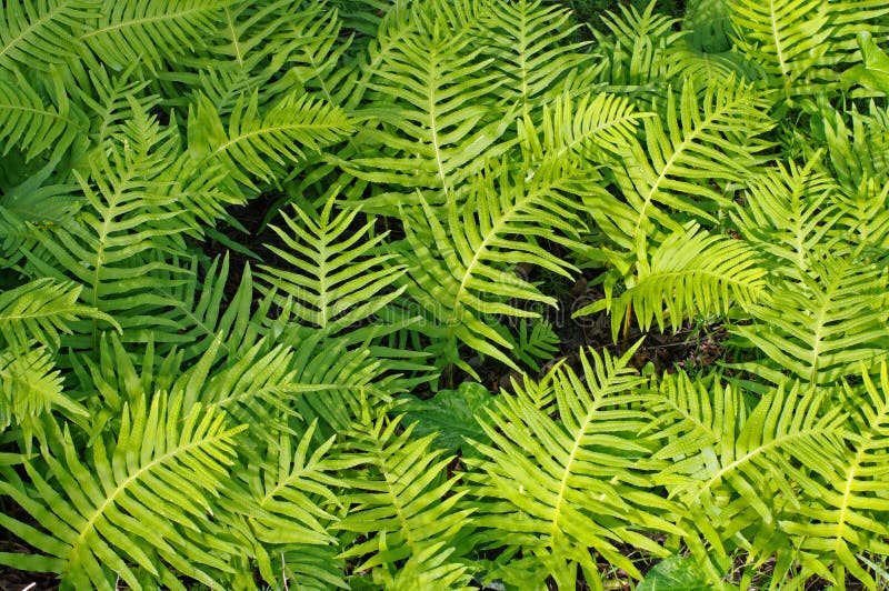 Dit is Polypodium-cambricum, Zuidelijke Polypody of Welse Polypody ...