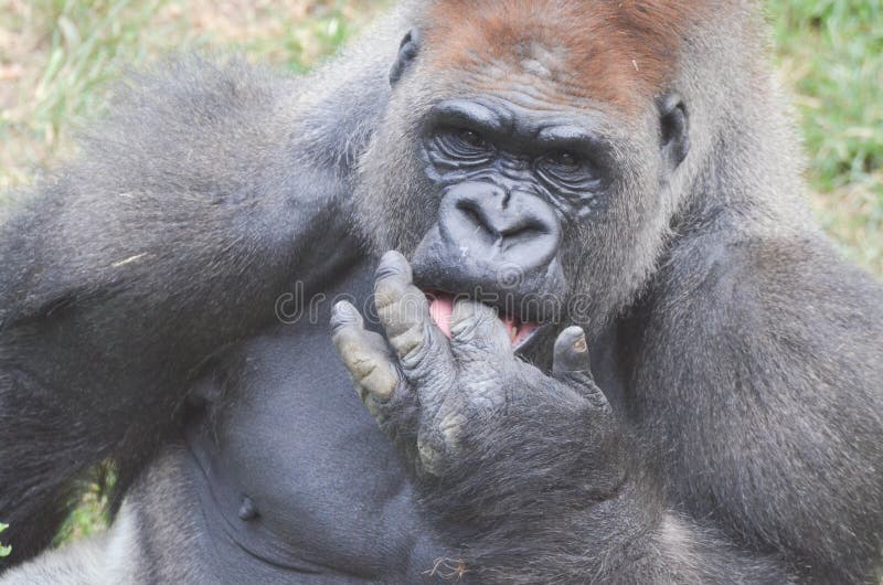 Gorilla Che Lecca La Sua Barretta Fotografia Stock - Immagine di ...