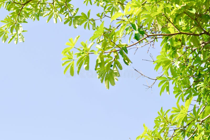Dita, Devil Tree or Alstonia Scholaris and Sky Stock Photo - Image of ...