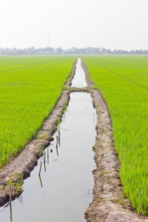 Ditch Stock Image Image Of Environmental Outdoors Grass 24165641