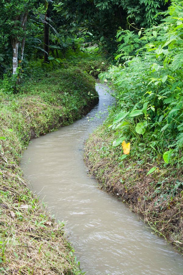 The Ditch stock photo. Image of green, fresh, muddy, cultivation - 30200320
