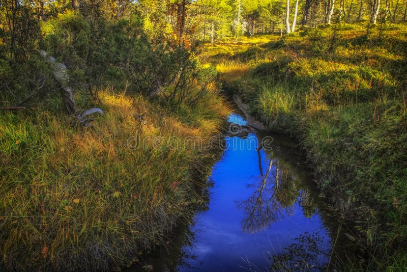 Ditch in the forest stock photo. Image of forest, river - 60505570
