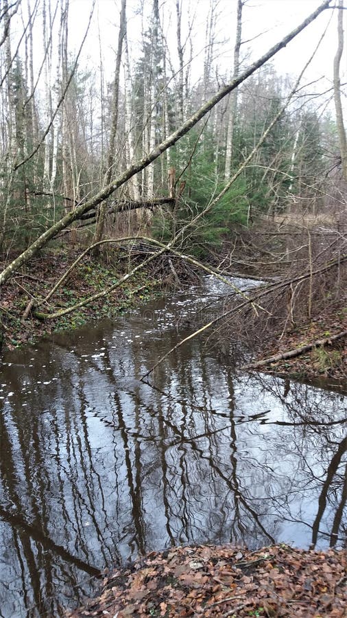 A ditch in the forest stock photo. Image of branch, wilderness - 273052452