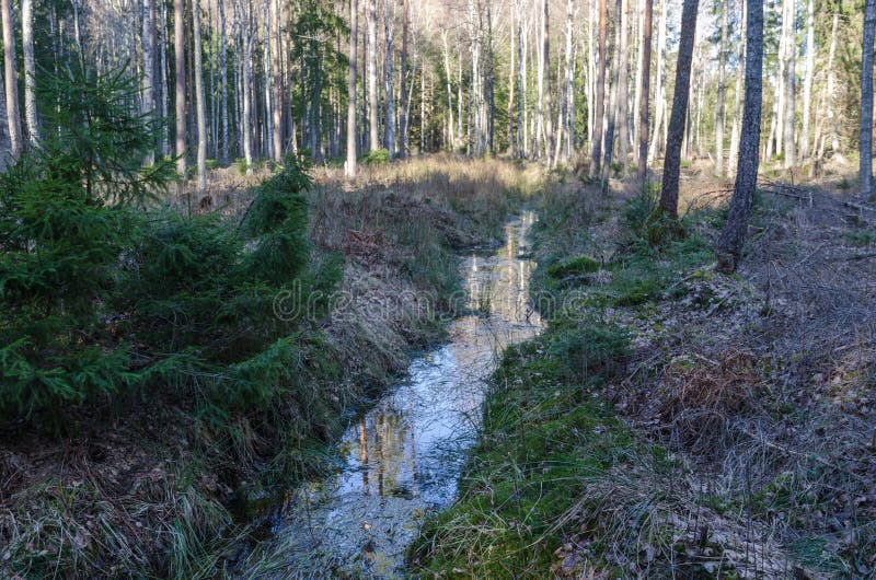 Ditch in a forest stock image. Image of water, natural - 90264437