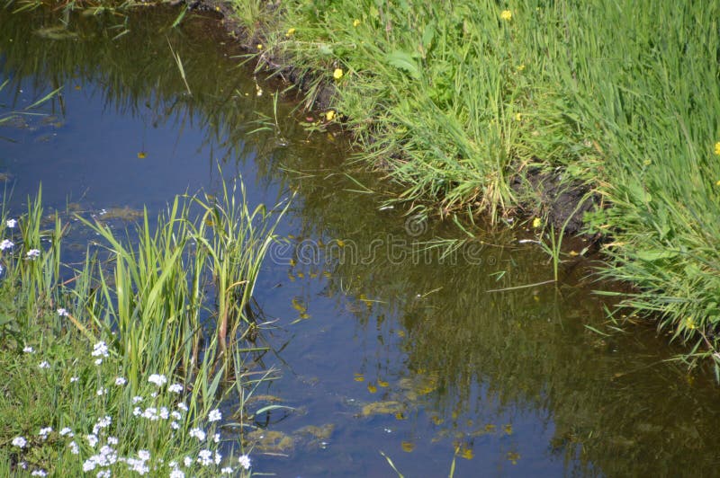 Ditch with grass stock photo. Image of plant, pond, nature - 54962860