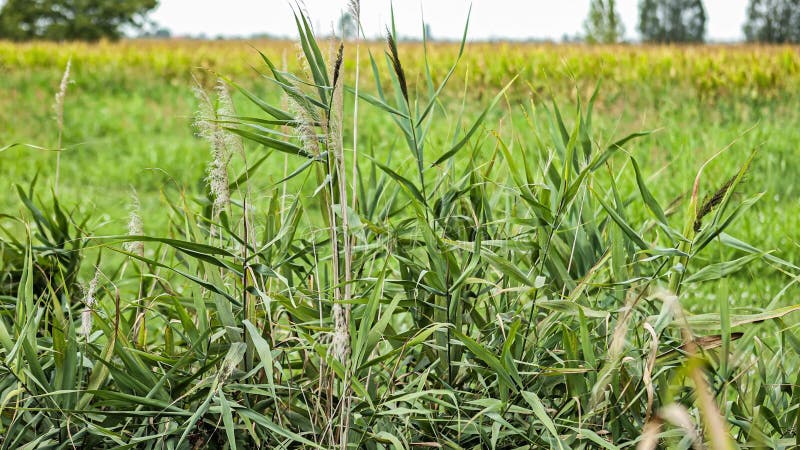 Ditch Grass Moved by the Wind Stock Video - Video of autumn, background ...
