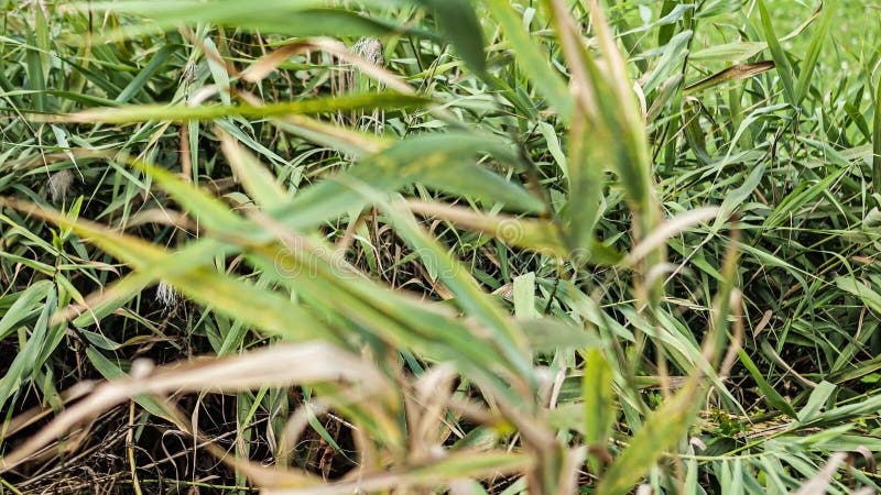 Ditch Grass Moved by the Wind Stock Footage - Video of field, polder ...