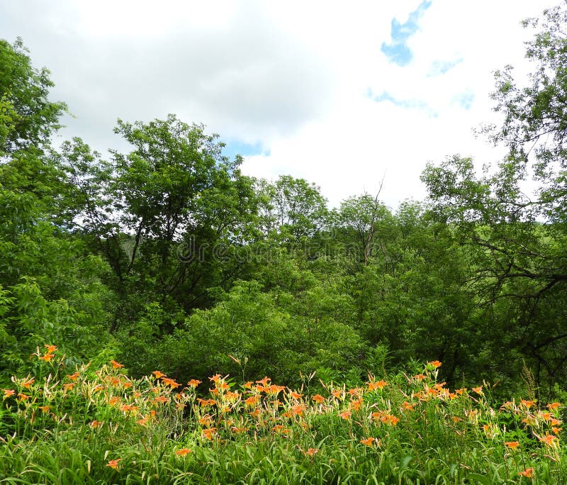 Ditch Lilies are Bright Orange in Summer Sun Stock Photo - Image of ...