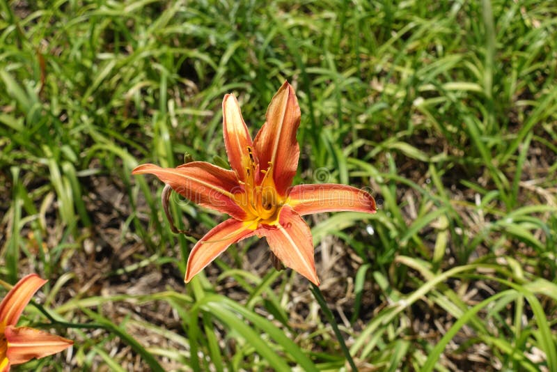 Ditch Lily with Orange Flower in July Stock Image - Image of grassy ...