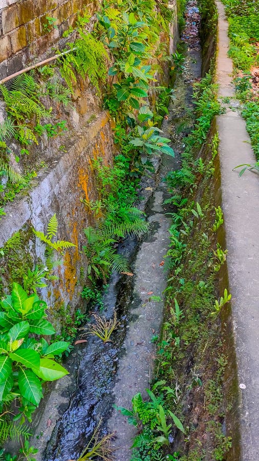 A Ditch Overgrown with Wild Plants Stock Photo - Image of forest, green ...