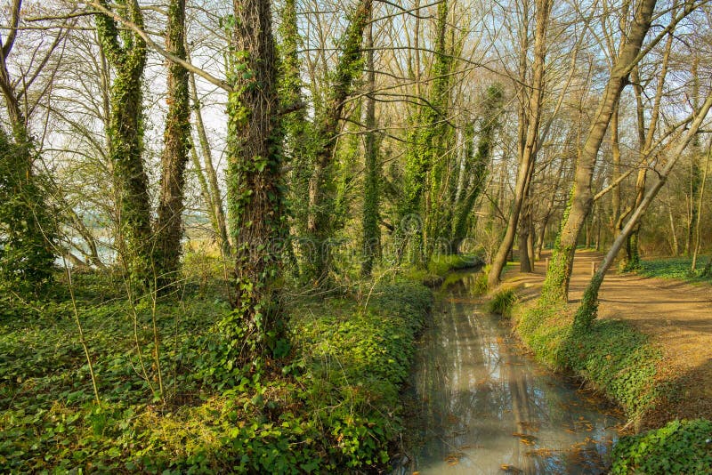 Ditch in a park stock photo. Image of freshness, forest - 39244858
