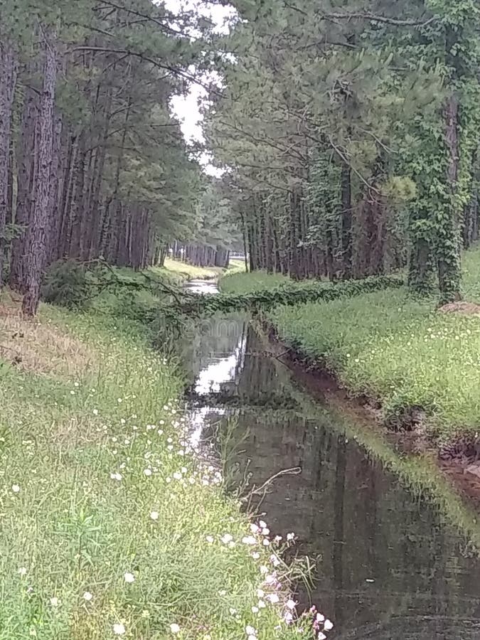 Ditch Trees Stock Photos - Download 3,111 Royalty Free Photos