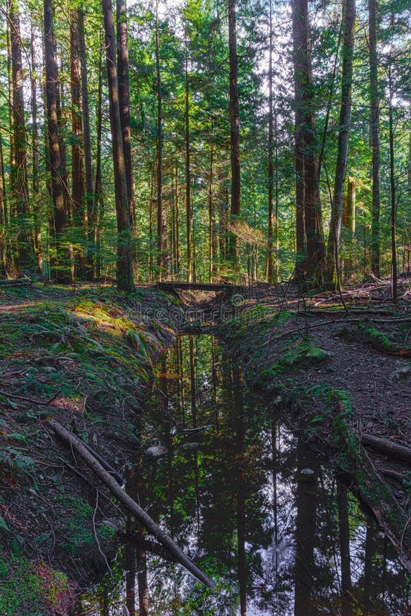 Ditch with Water in the Wet Forest in Canada with Dead Trees Around ...