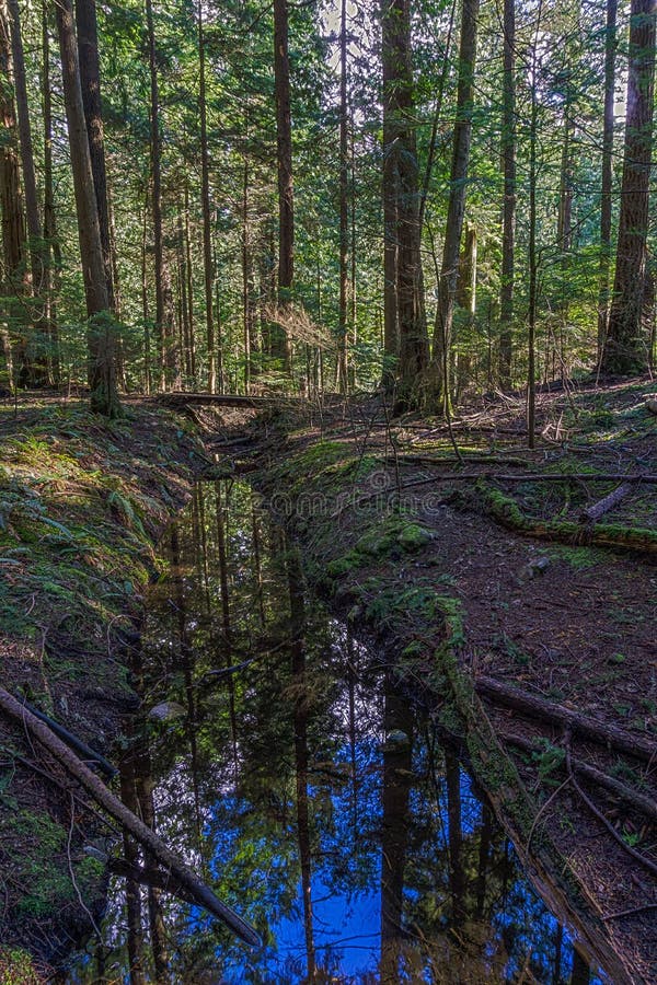 Ditch with Water in the Wet Forest in Canada with Dead Trees Around ...
