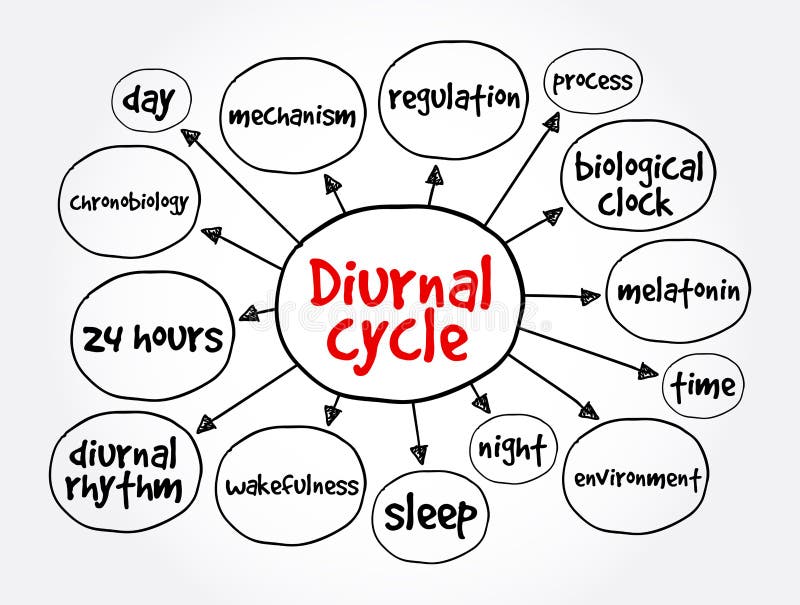 Diurnal Cycle Mind Map, Concept for Presentations and Reports Stock ...