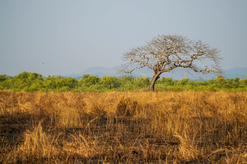 Divar Island stock photo. Image of tree, divar, island - 51397752