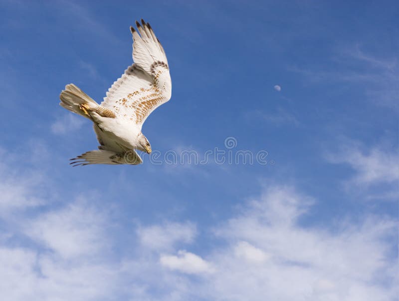 Hawk flight stock image. Image of beak, hawk, raptor, clouds - 751281
