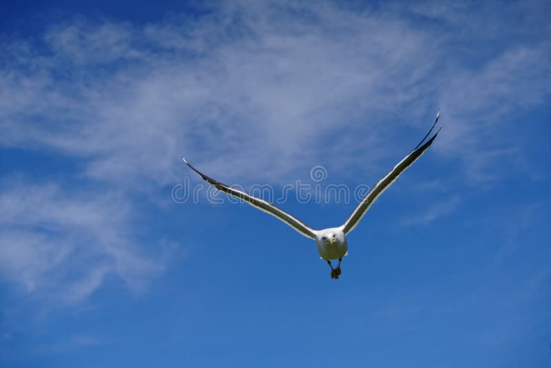 Dive-bombed by an Aggressive Seagull Stock Photo - Image of beak, blue ...