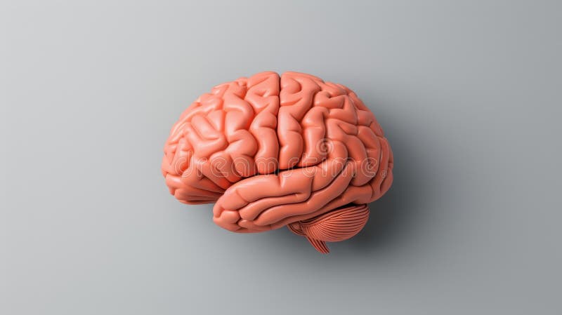 A Stunning Closeup of the Human Brain Set Against a Minimal Gray ...
