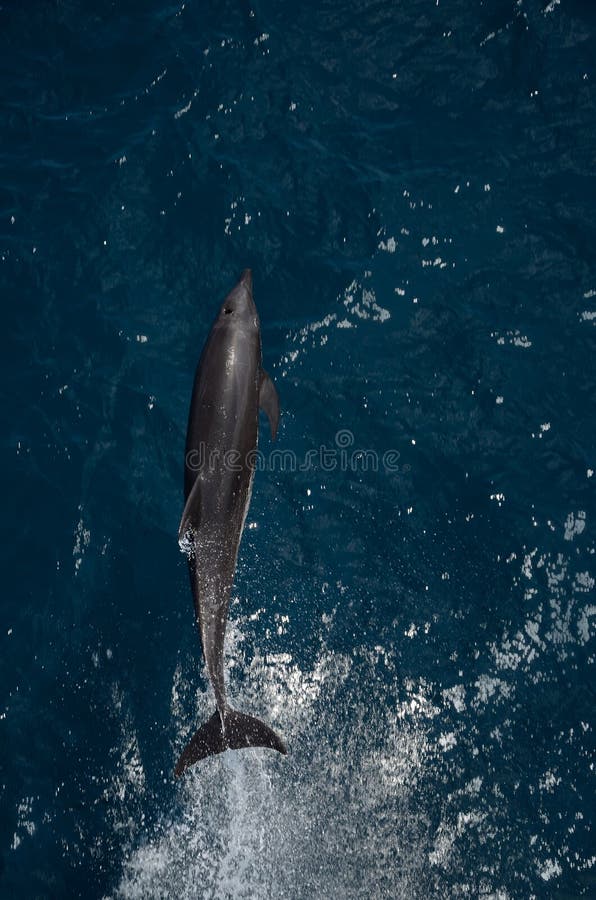 Dive dolphin stock photo. Image of plunge, mammal, ocean - 41144506