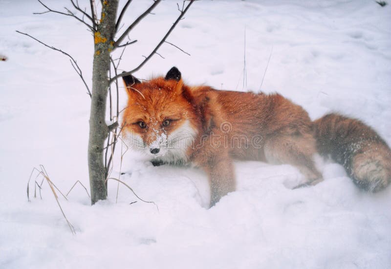 Dive in! stock photo. Image of snow, foxy, winter, redfox - 135321518