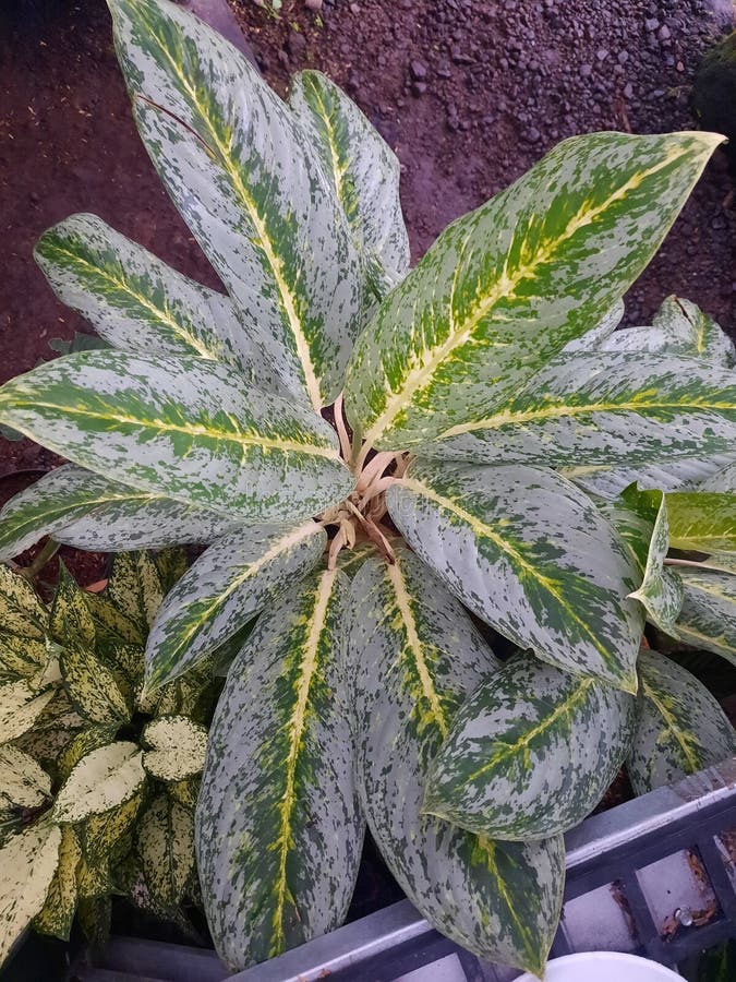 Diven kemungkon stock image. Image of plant, nature - 263232105