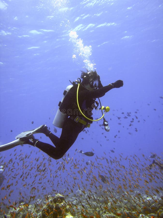 Diver stock image. Image of water, reef, life, fish, school - 1004235