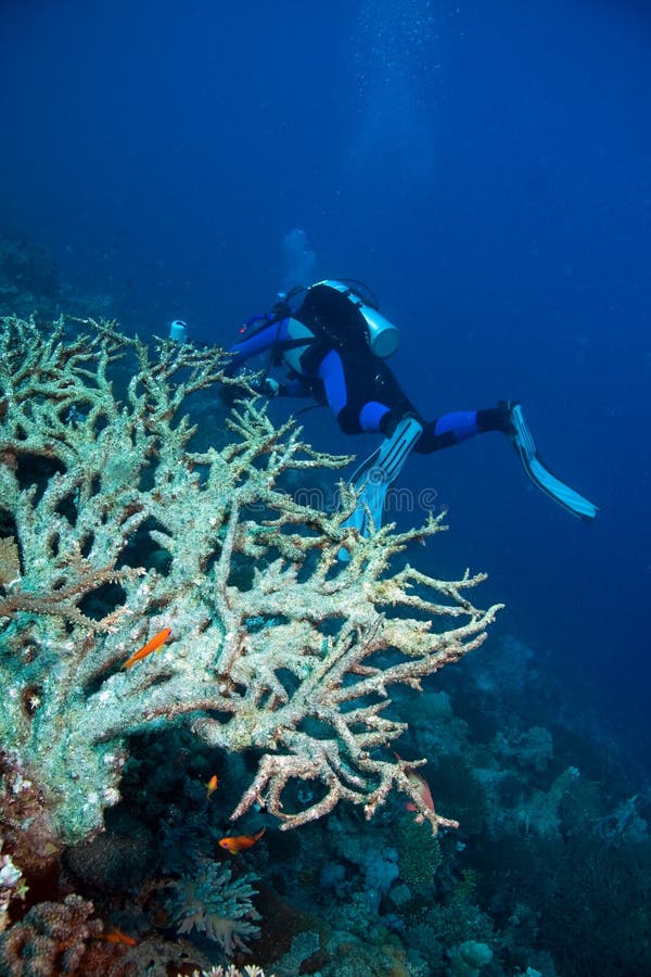 Diver stock photo. Image of divers, animal, peek, extreme - 6667582