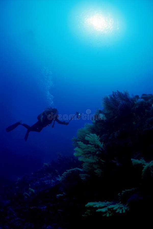 Diver stock photo. Image of jacks, liquid, dive, exploration - 4221640