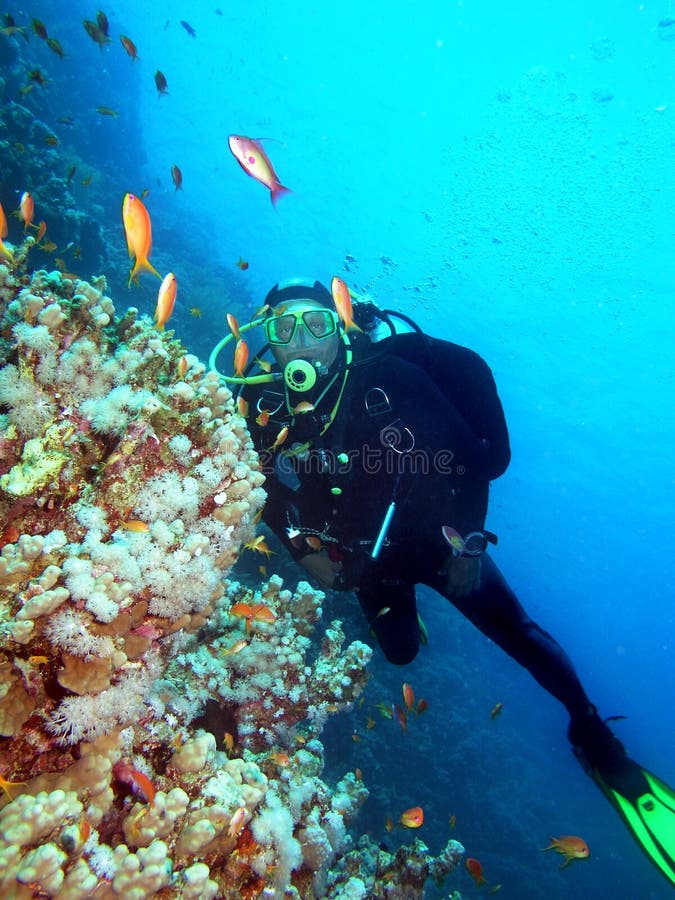 Mermaid and diver stock photo. Image of saltwater, diving - 7768958