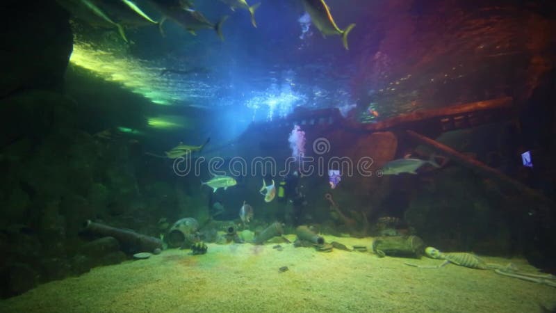 Diver in Aquarium with Fish and Sunken Ship at Stock Footage - Video of ...