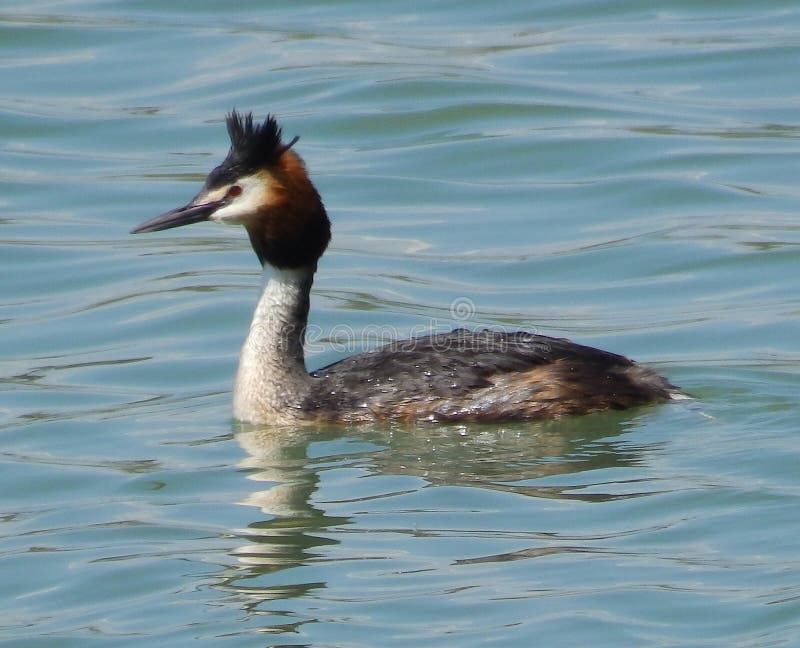 Diver Bird Flying Over the Water Stock Image - Image of diver, bird ...