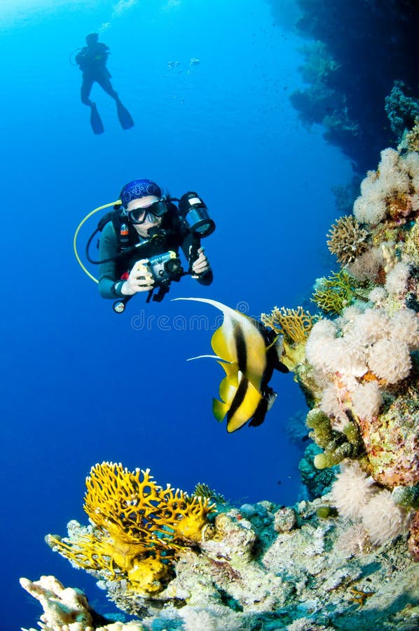 Diver with Camera Along the Reef, Red Sea Stock Image - Image of ...