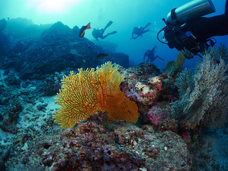 Diver with coral stock image. Image of holiday, diving - 66497783