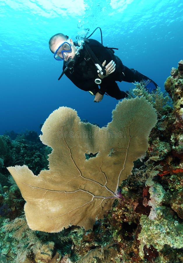 Diver on coral reef. stock photo. Image of underwater - 23434536