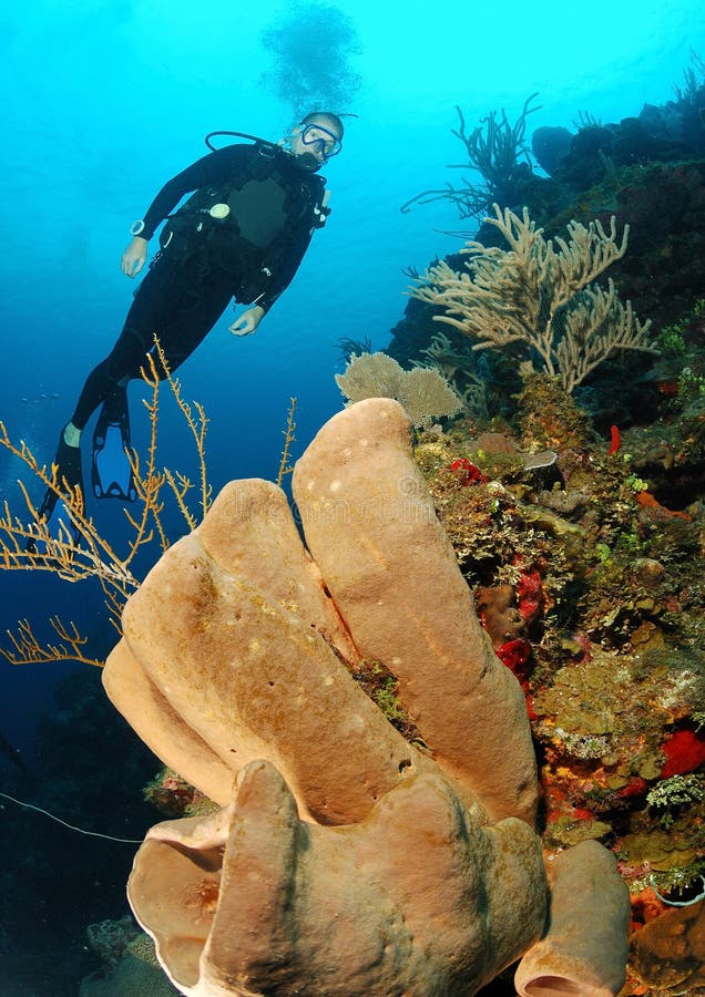 Diver on coral reef. stock image. Image of water, fish - 23434539